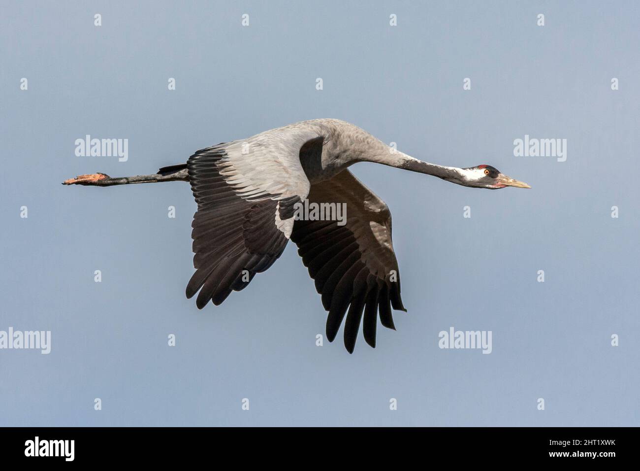 Common crane , Grus grus , flying ,Gallocanta , Spain Stock Photo - Alamy