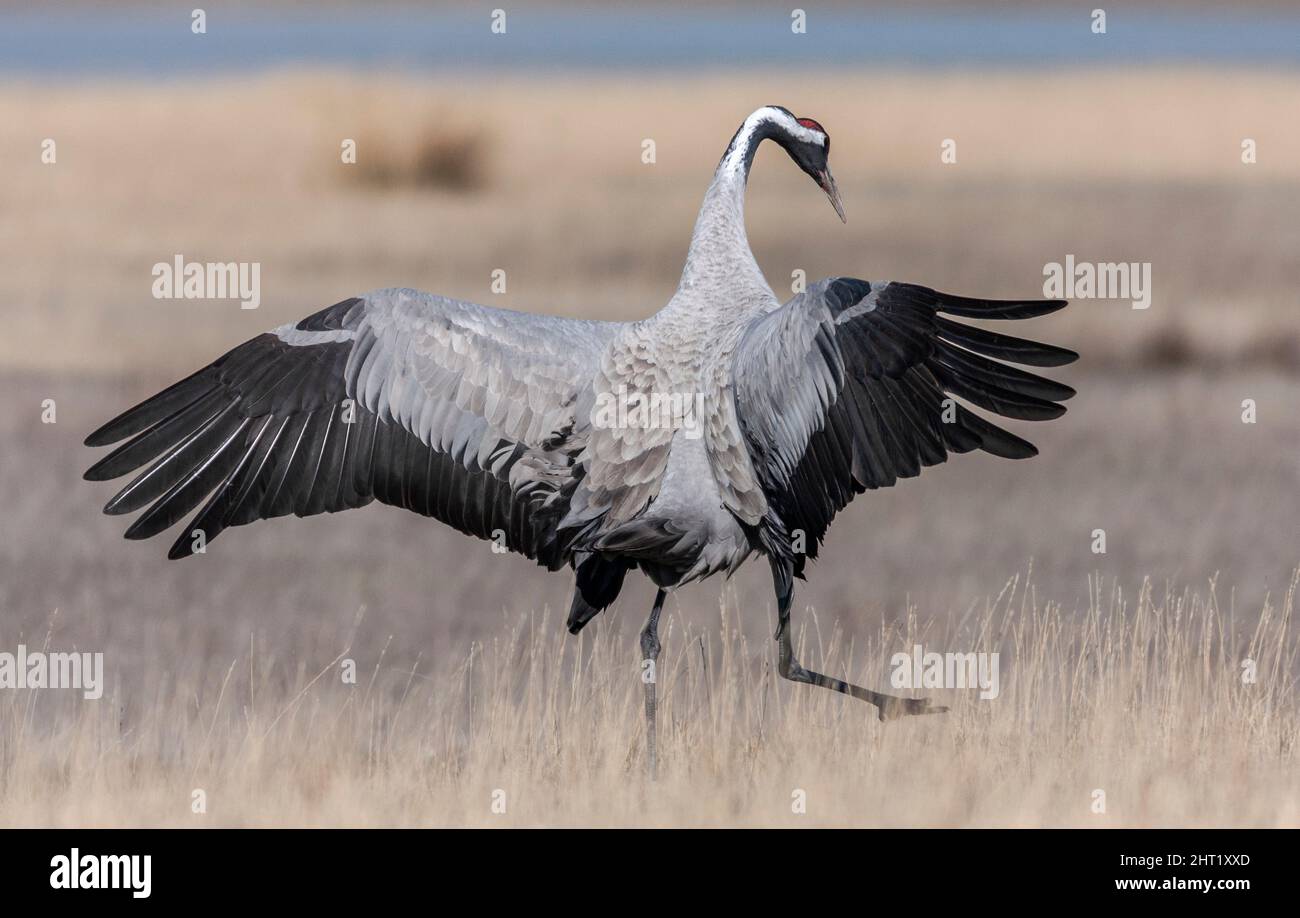 Common cranes landing hi-res stock photography and images - Alamy