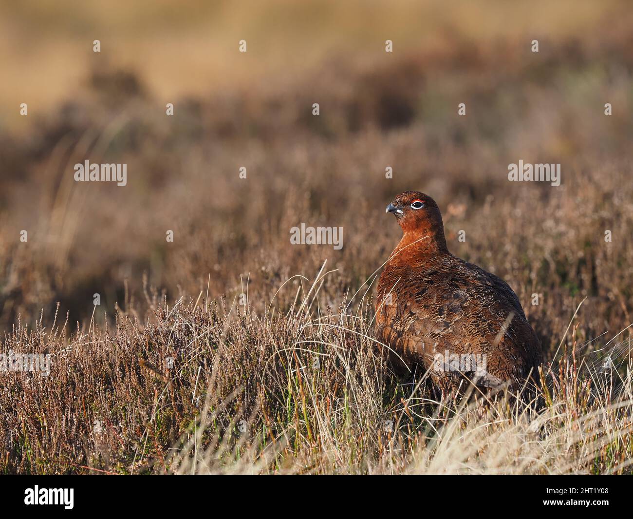 Males have red head combs hi-res stock photography and images - Alamy