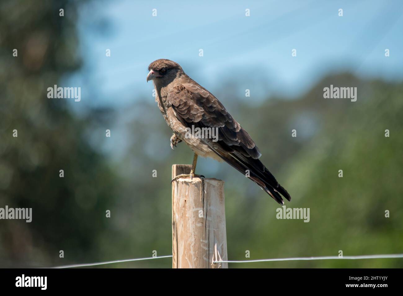 closeup of a chimango. Bird of prey Stock Photo - Alamy