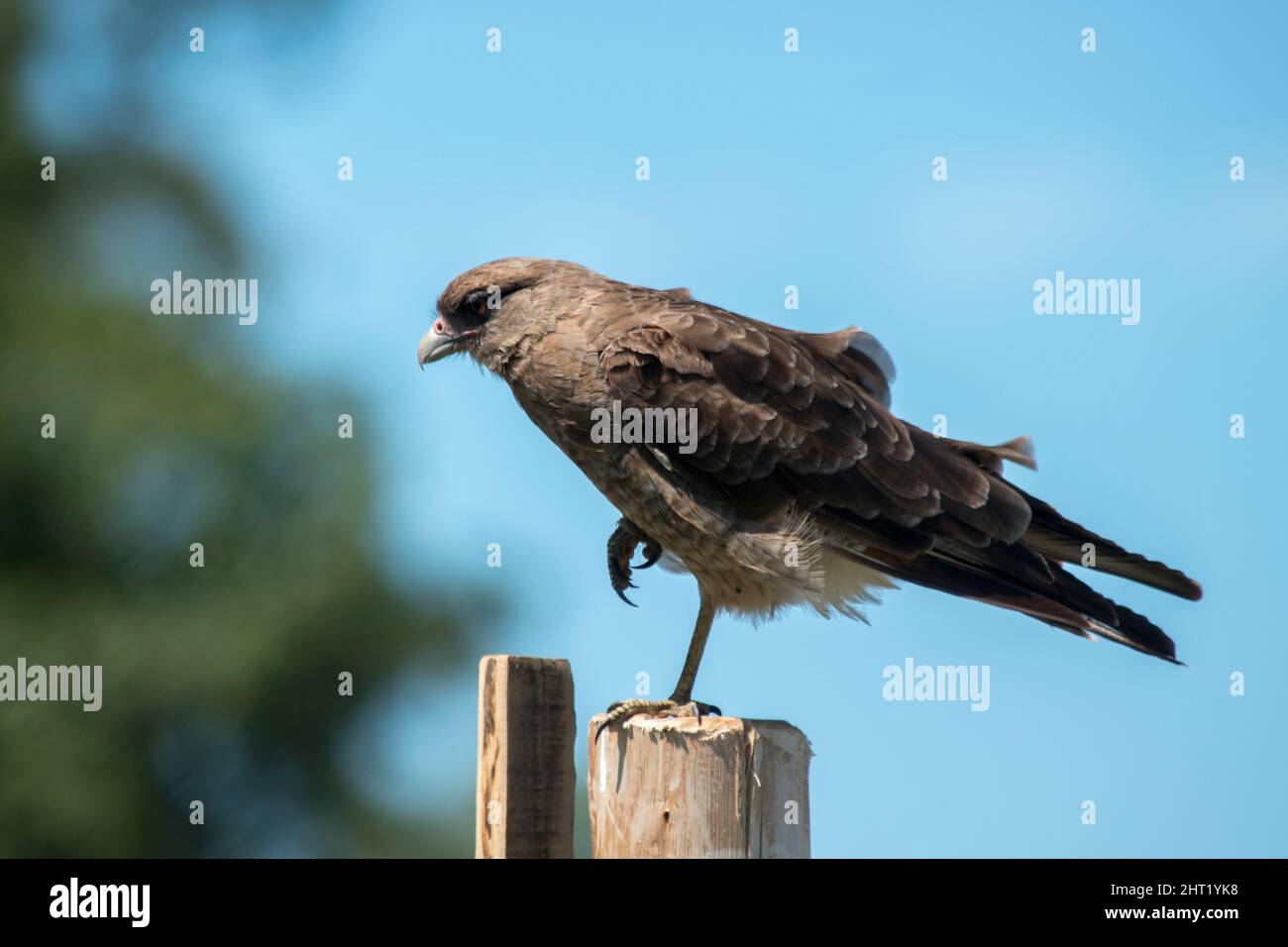 Chimango caracara milvago bird hi-res stock photography and images - Alamy