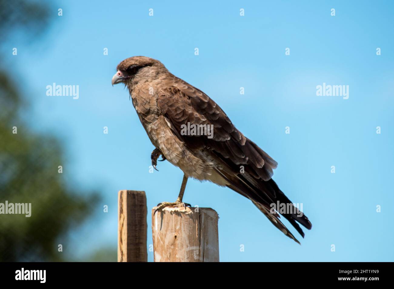Chimango caracara phalcoboenus chimango hi-res stock photography and ...