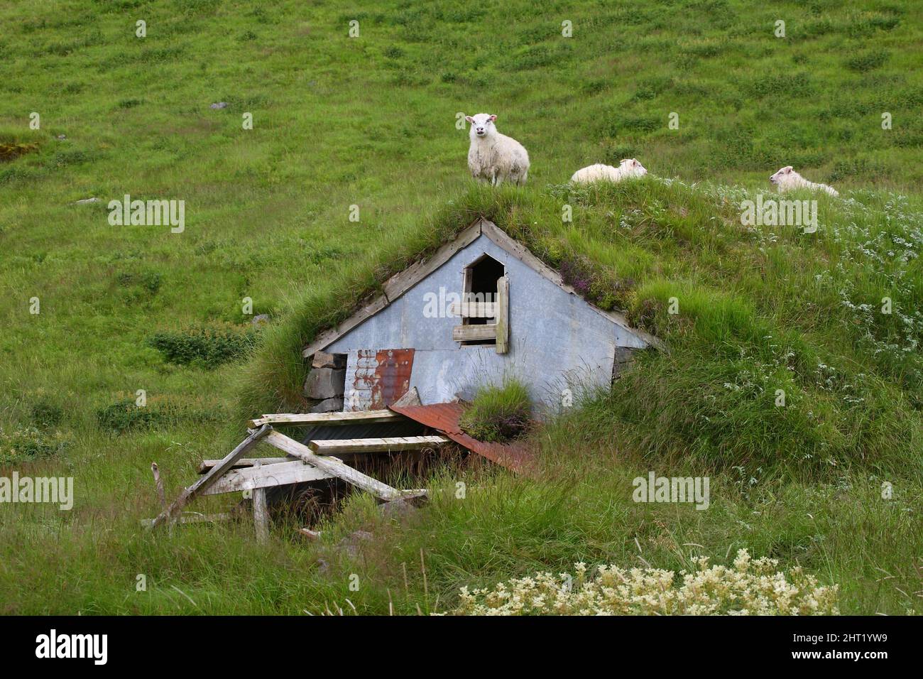 Casa sheep hi-res stock photography and images - Alamy