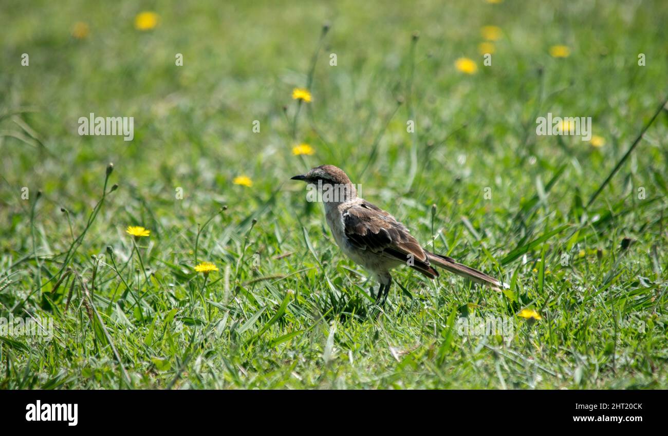 Portrait of a bird on the green grass Stock Photo - Alamy