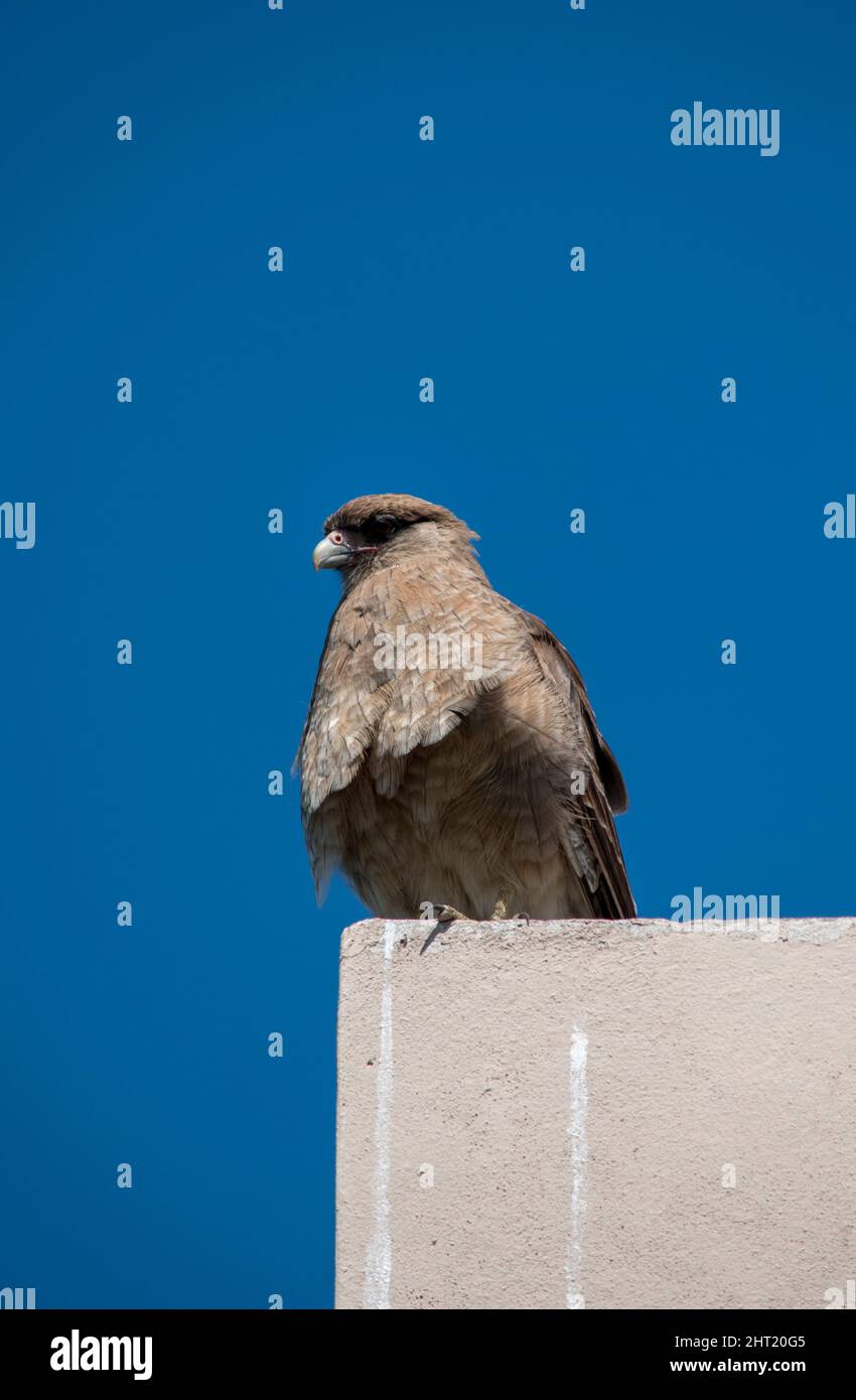 loseup of a chimango. Bird of prey Stock Photo - Alamy