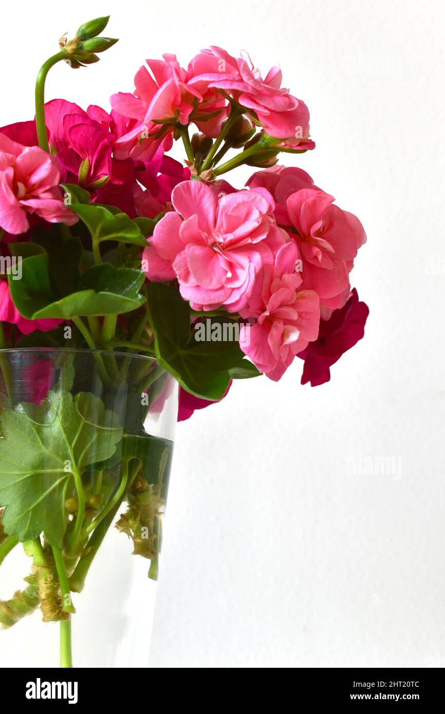 Geranium flowers in a glass vase on a white background, romantic view ...