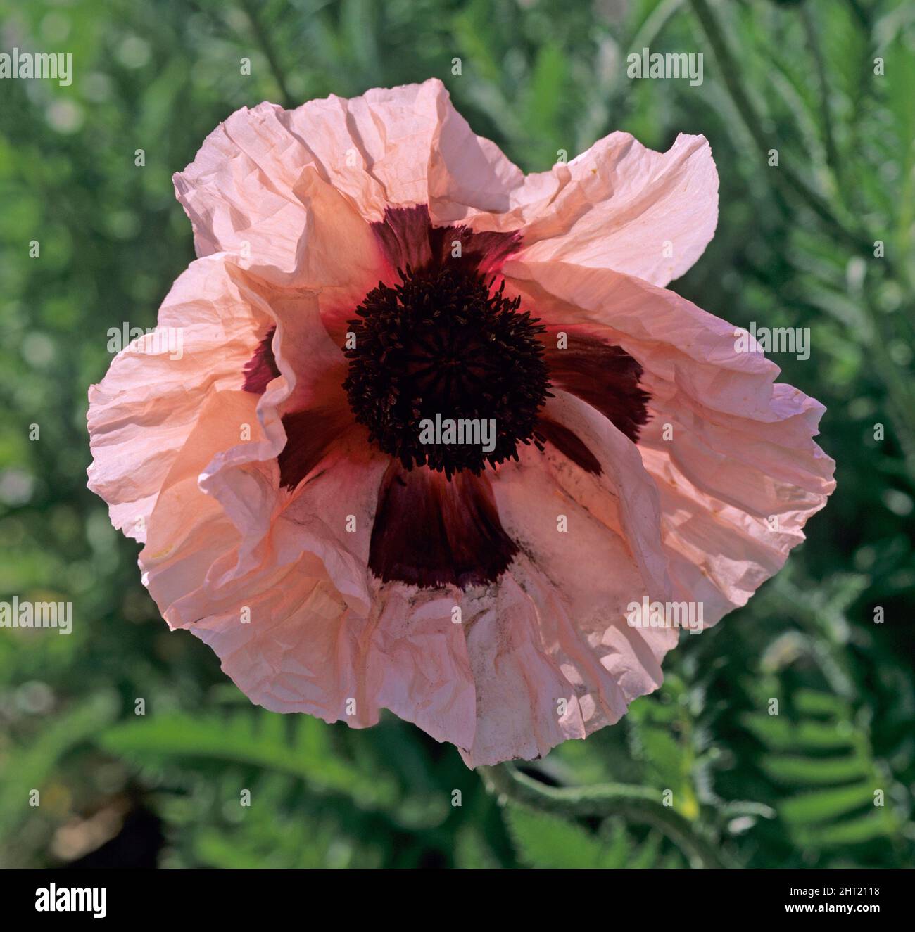 Giant poppy 'Coral Reef' Stock Photo - Alamy
