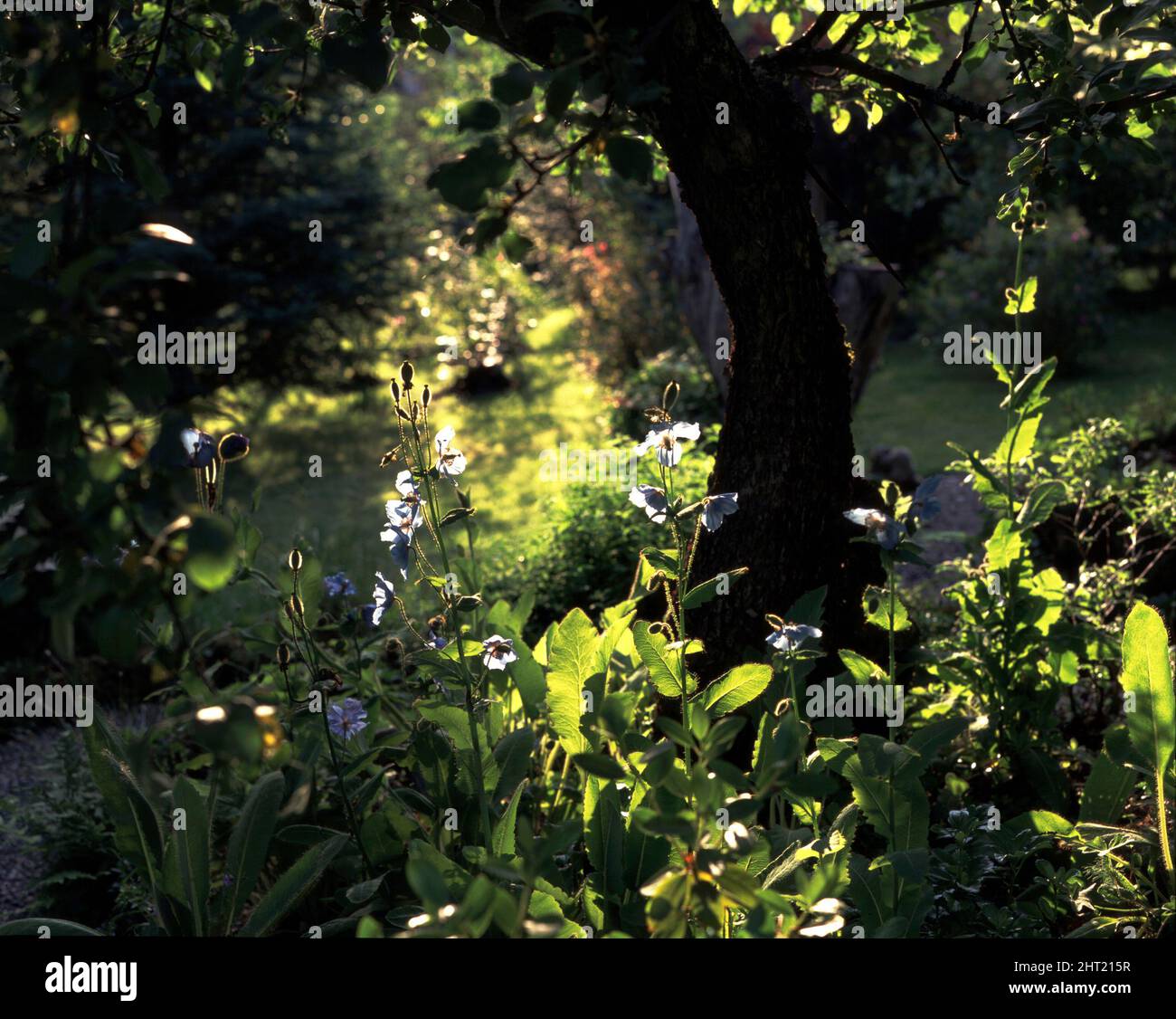 Rock poppy hi-res stock photography and images - Alamy