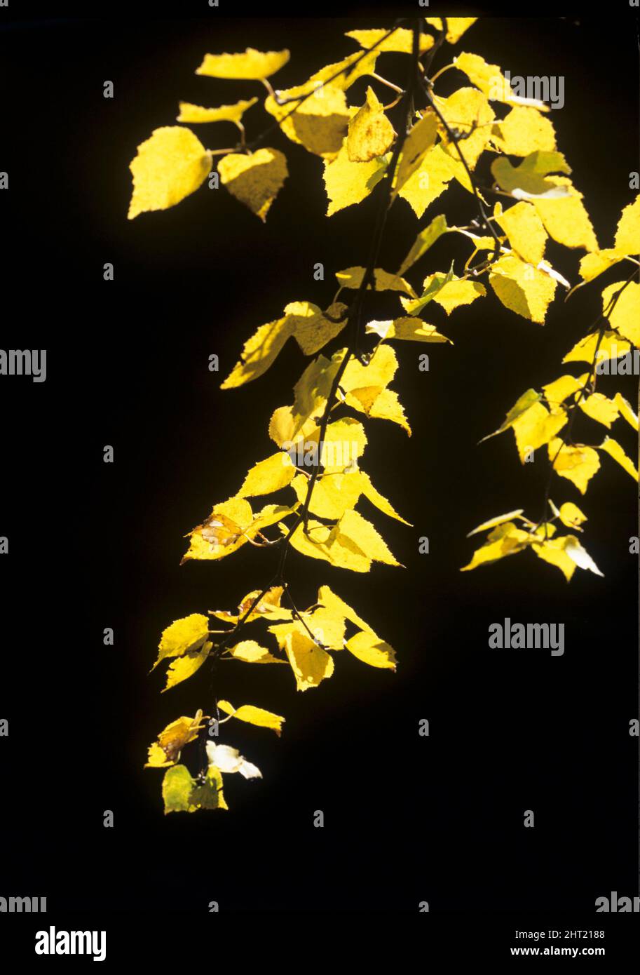 Birch colors hi-res stock photography and images - Alamy