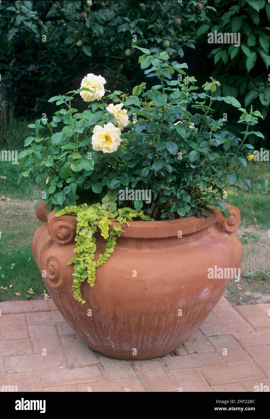 Potted rose hi-res stock photography and images - Alamy