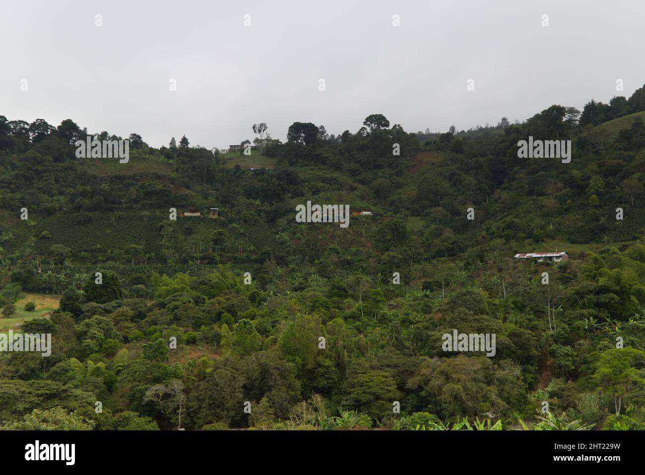 Typical vegetation of the area near Popayan, Colombia Stock Photo - Alamy