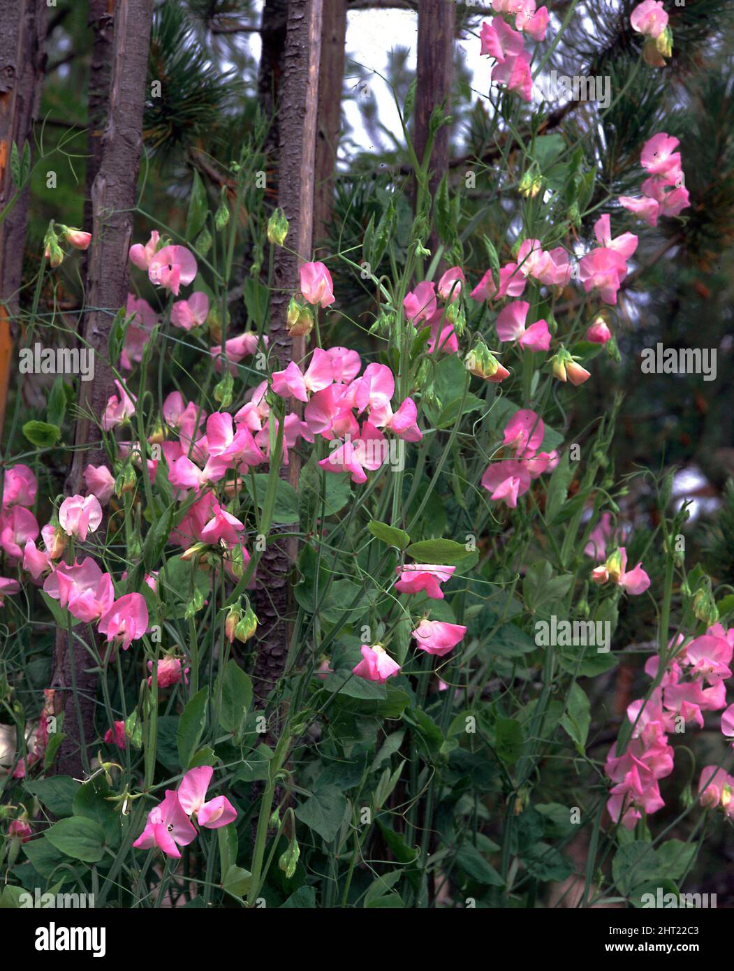 Pink sweet peas hi-res stock photography and images - Alamy