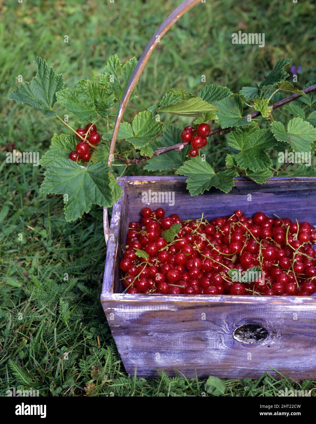 Box bushes hi-res stock photography and images - Alamy