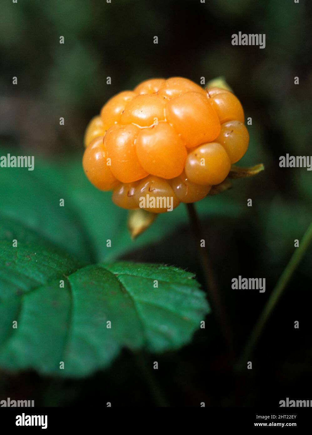Cloudberry berries hi-res stock photography and images - Alamy