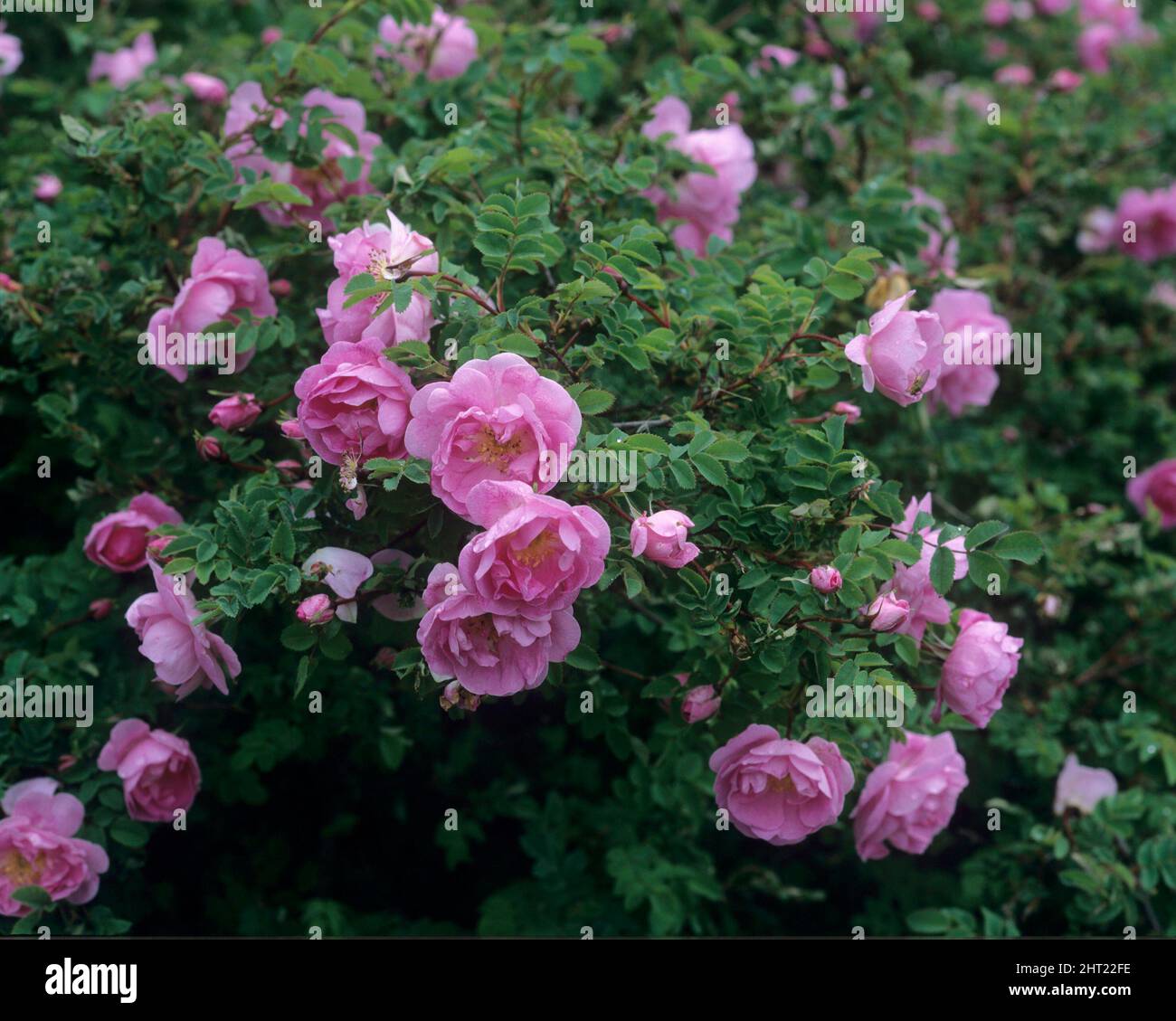Pink pimpinell rose Stock Photo - Alamy