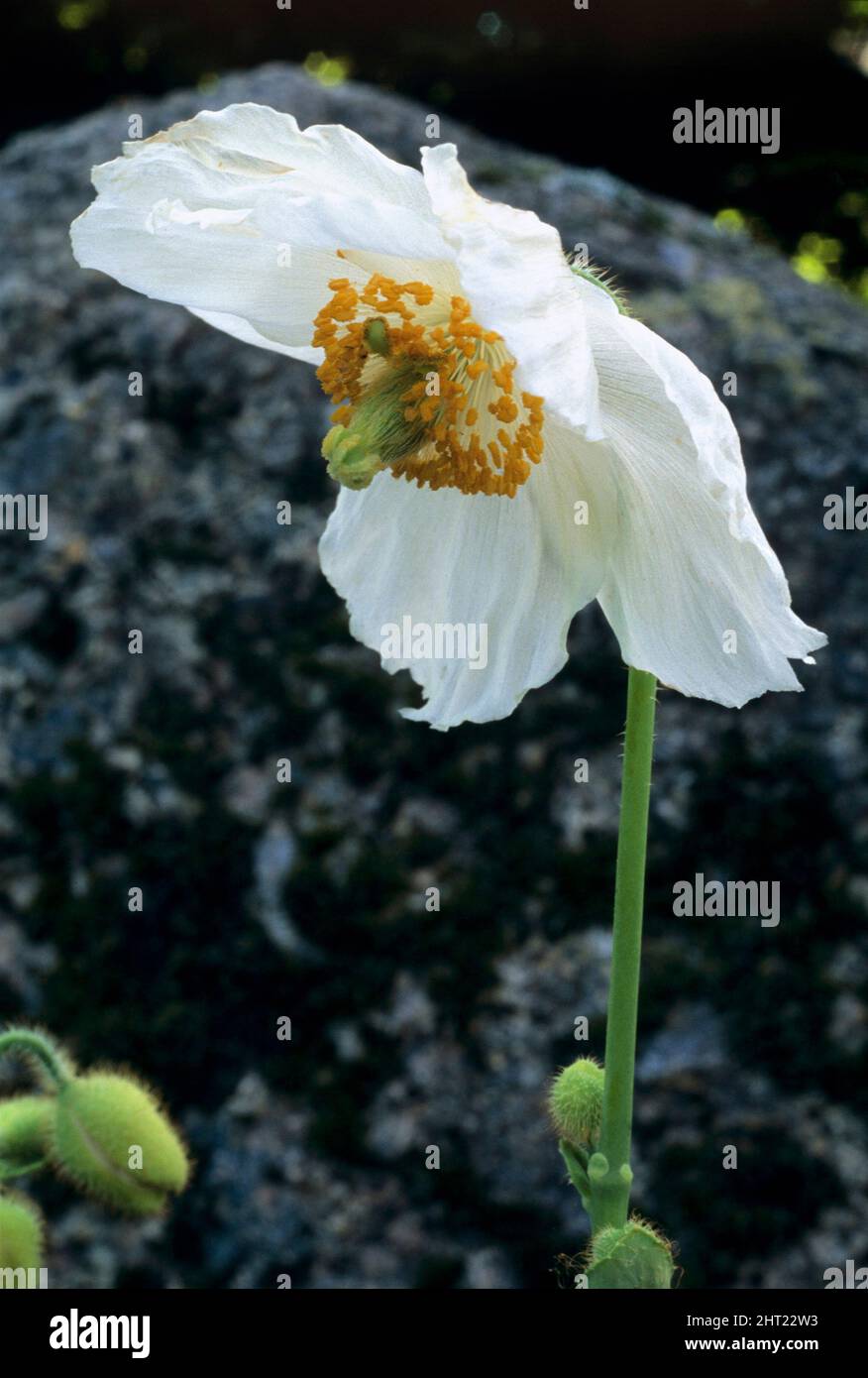 White rock poppy Stock Photo - Alamy