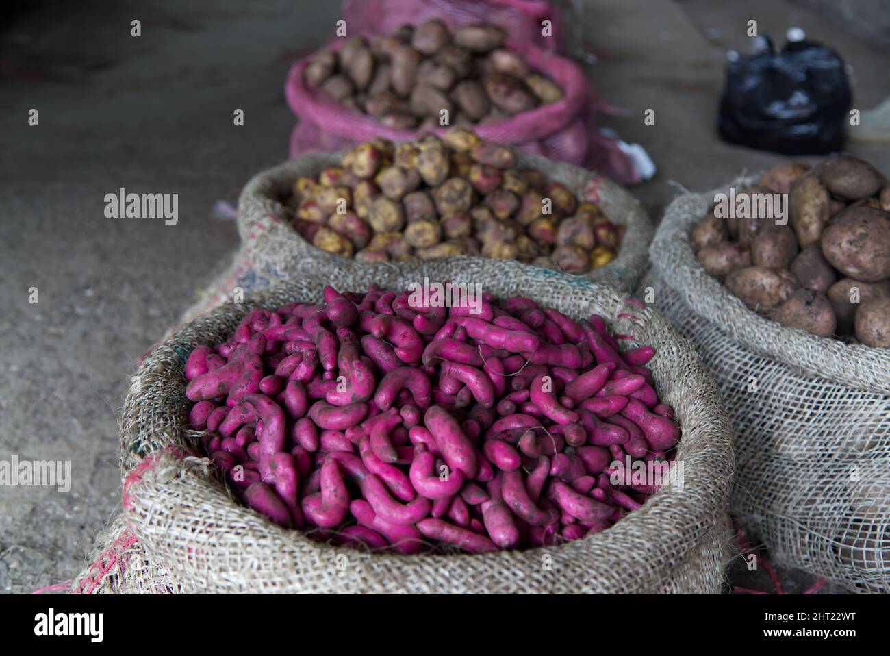 Small purple potatoes at the market in Silvia, Colombia Stock Photo - Alamy