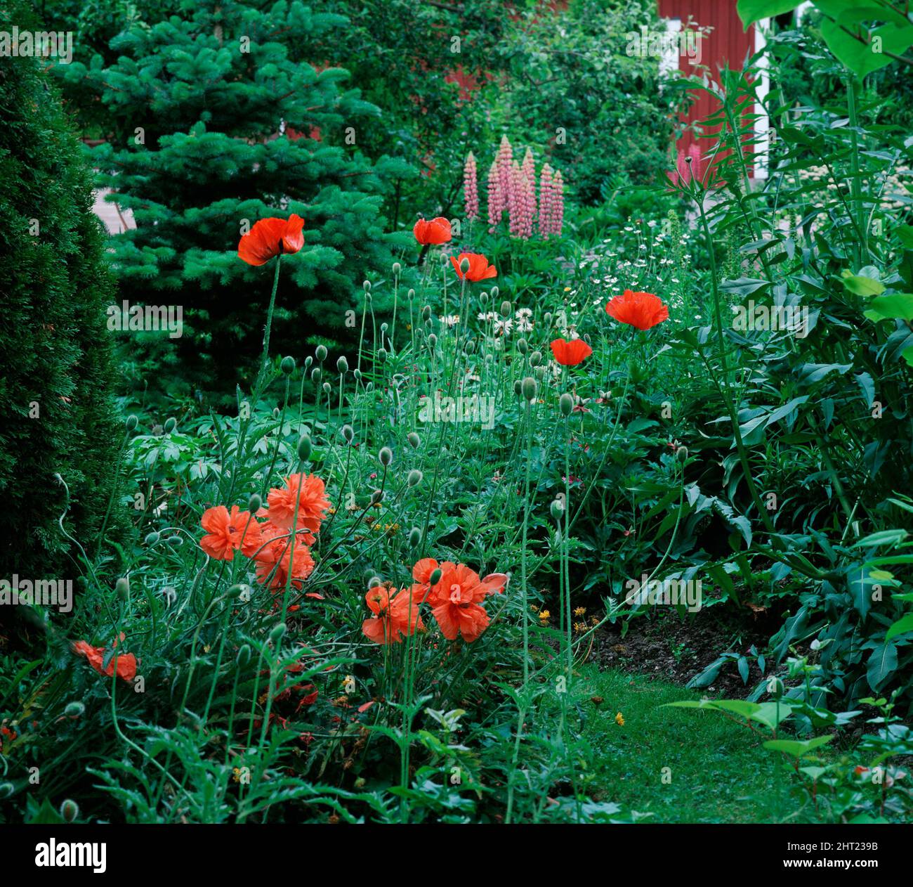 Poppy 'Beauty of Livermere' and Giant poppy 'Harvest Moon' Stock Photo ...