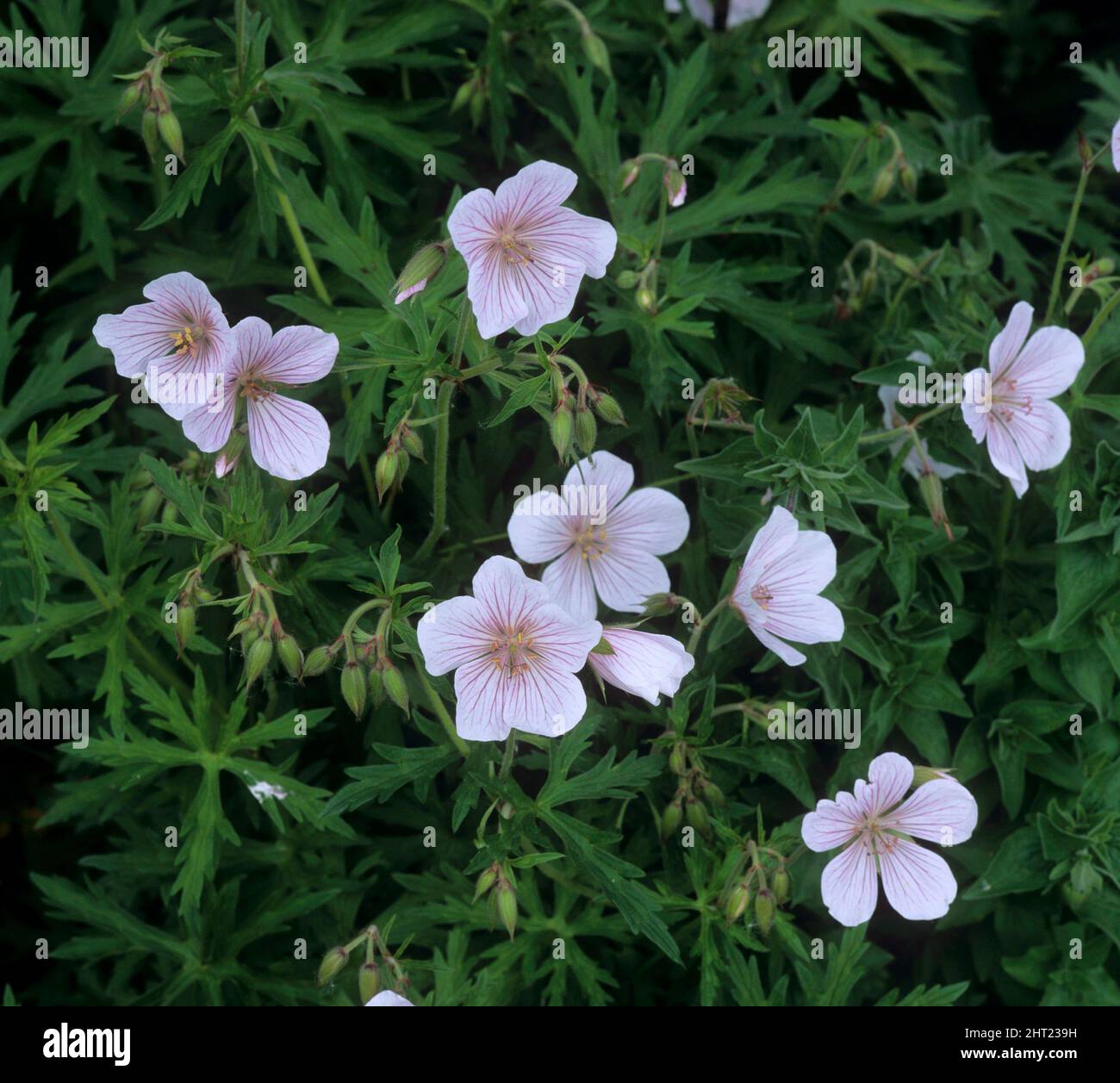 Geranium 'Kashmir White' Stock Photo - Alamy