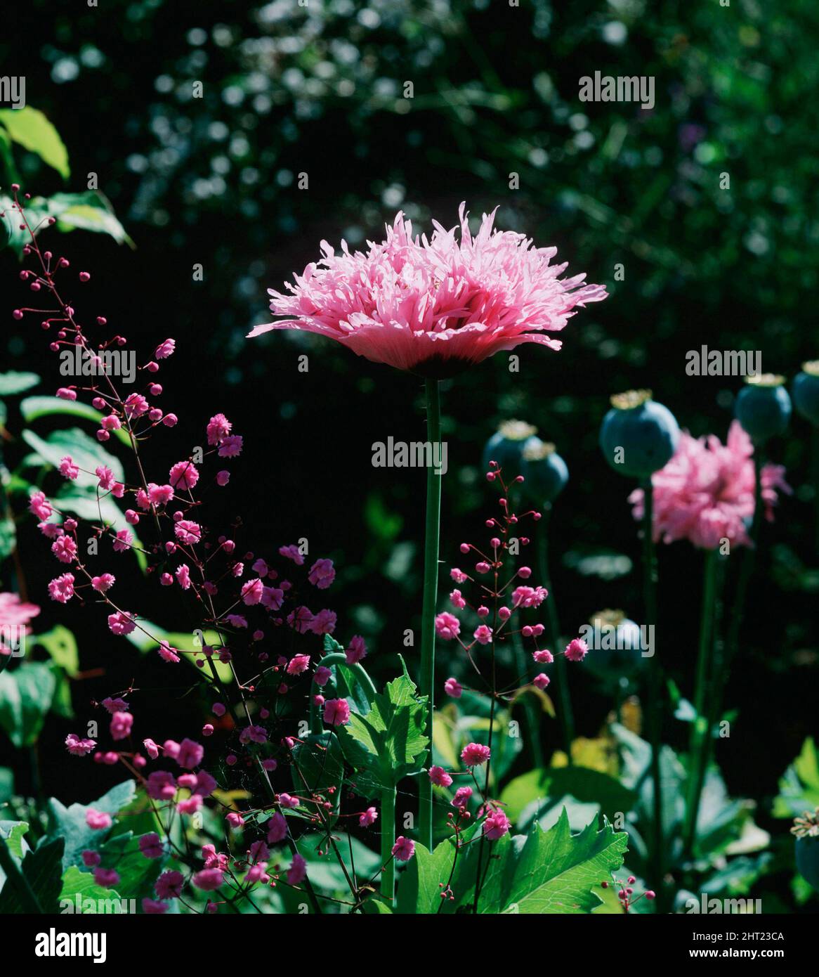 Flower and feather hi-res stock photography and images - Alamy