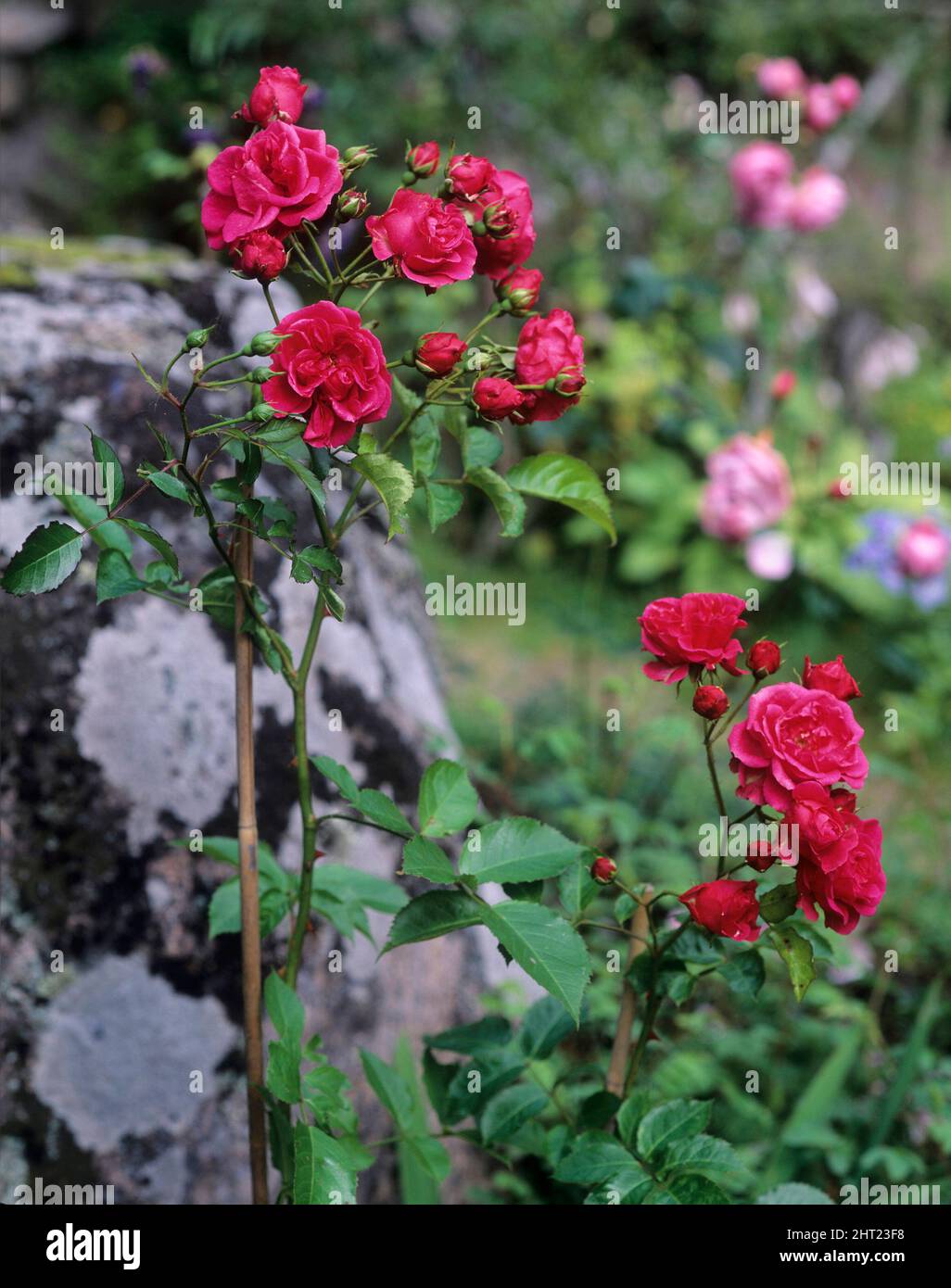 The rose 'Elmshorn' Stock Photo - Alamy