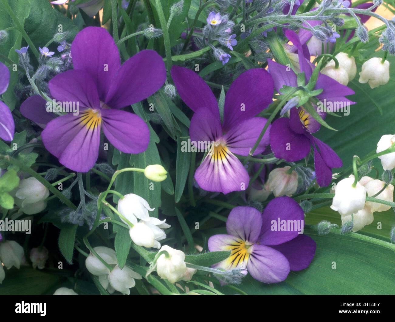 Stepmother violet and lily of the valley Stock Photo - Alamy