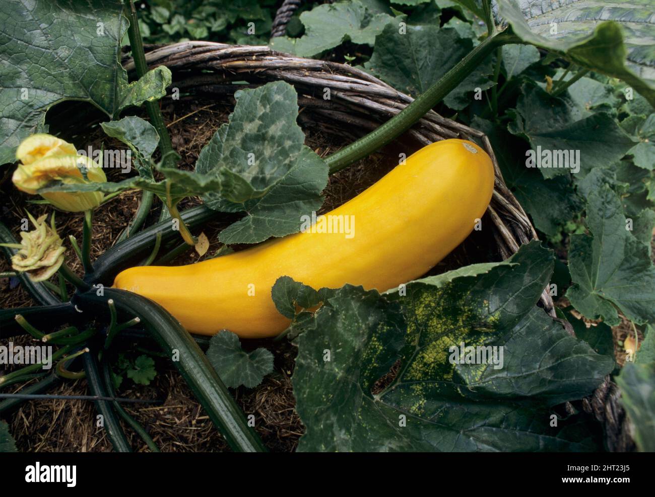 Summer squash "Gold rush Stock Photo - Alamy