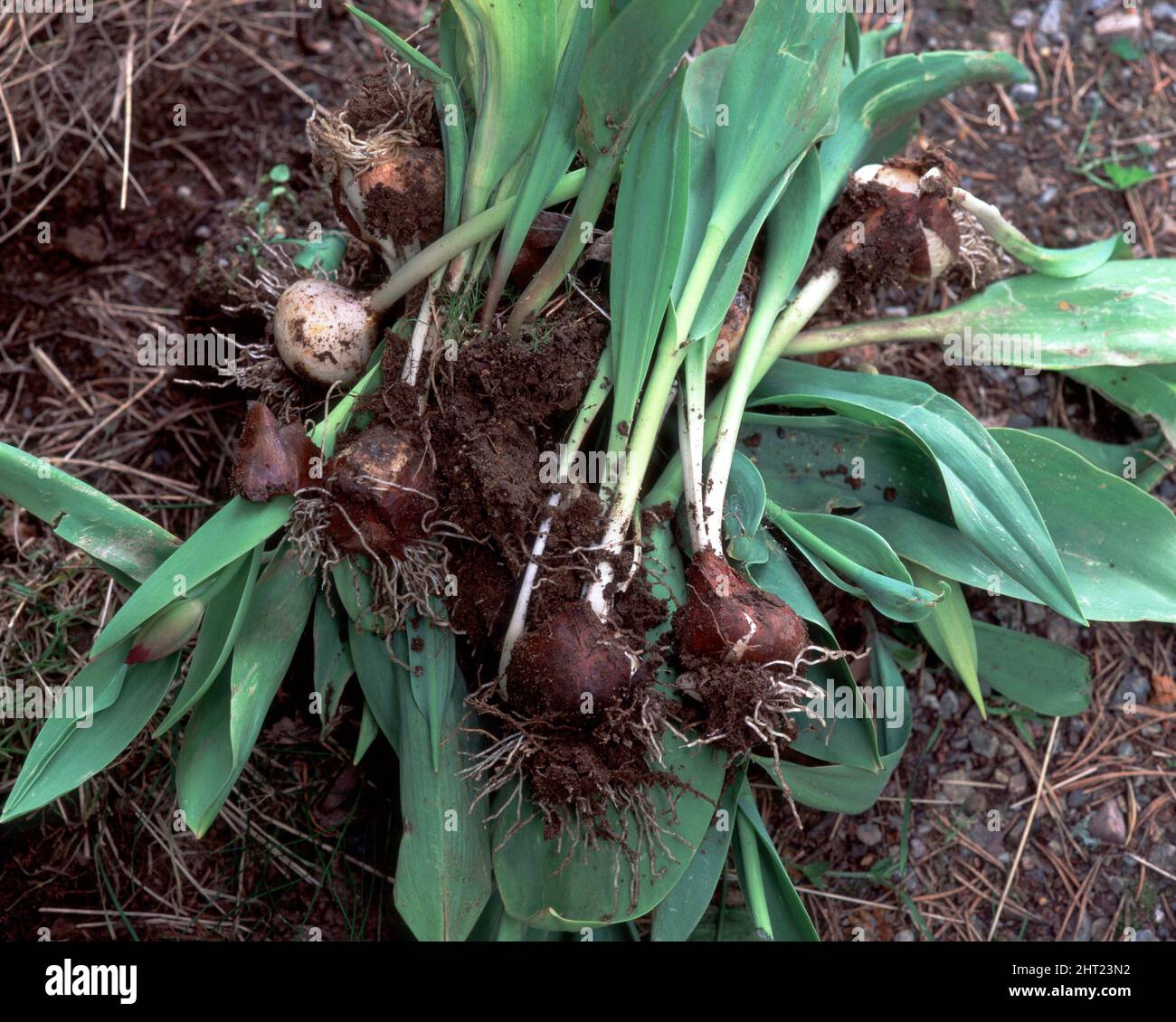 Tulip onion hi-res stock photography and images - Alamy