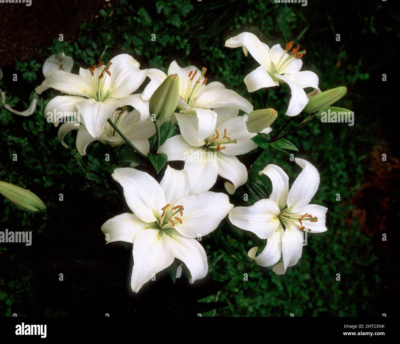 White lilies hi-res stock photography and images - Alamy