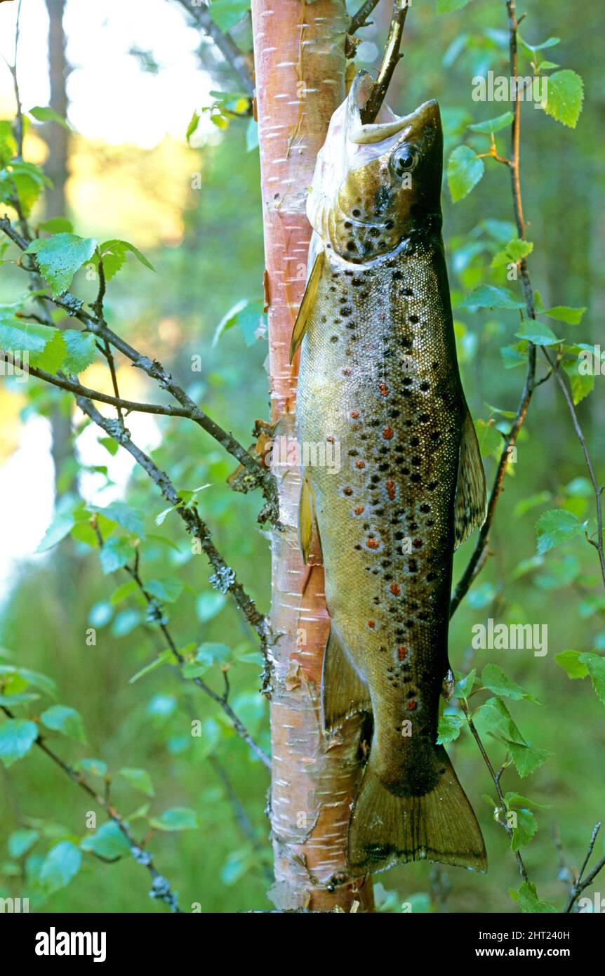 Brook trout hi-res stock photography and images - Alamy