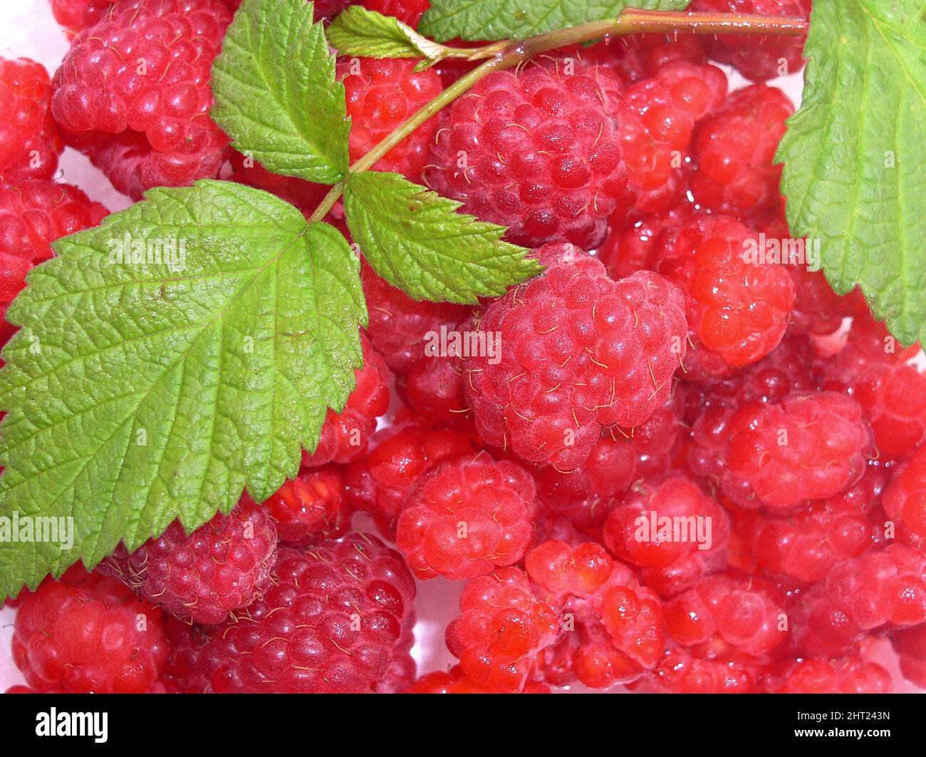 Harvest raspberry hi-res stock photography and images - Alamy