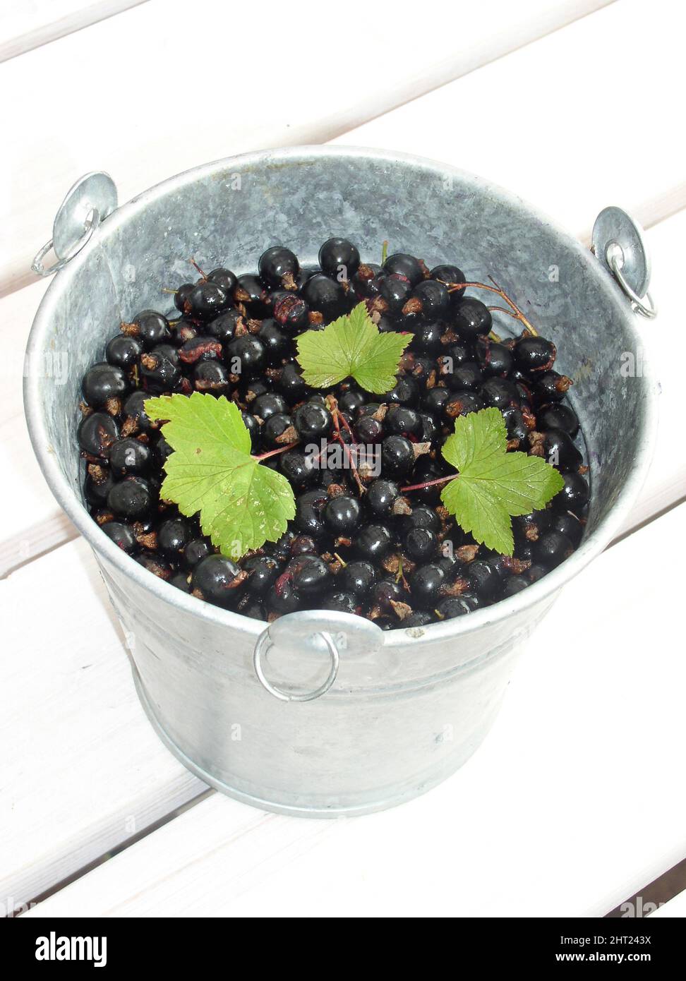 Harvest black currant hi-res stock photography and images - Alamy