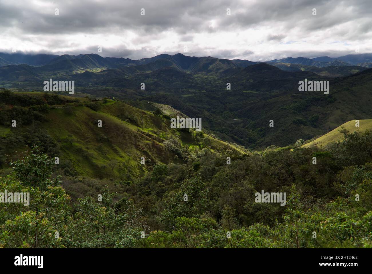 Typical vegetation of the area near Popayan, Colombia Stock Photo - Alamy