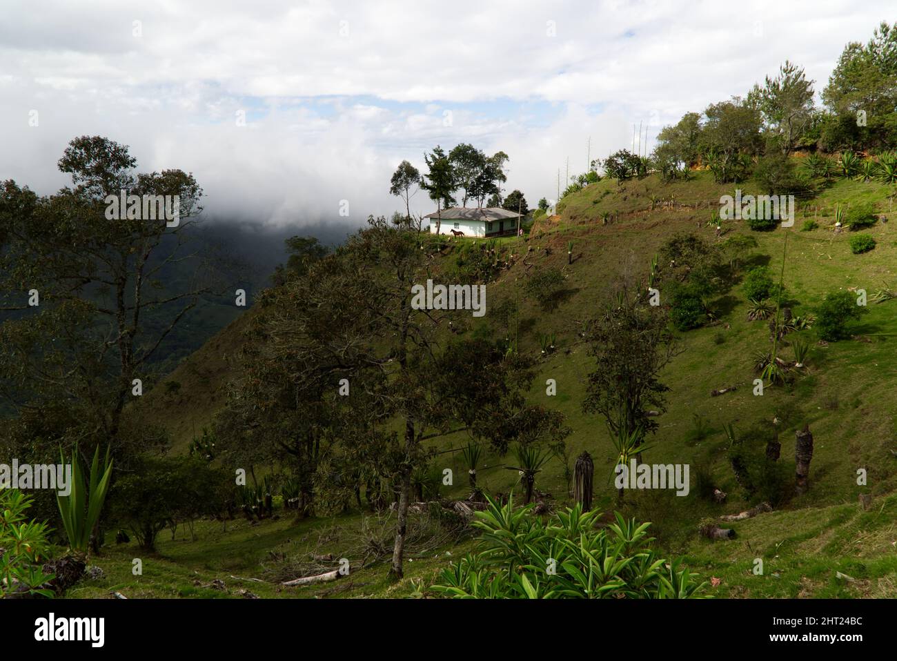 Typical vegetation of the area near Popayan, Colombia Stock Photo - Alamy