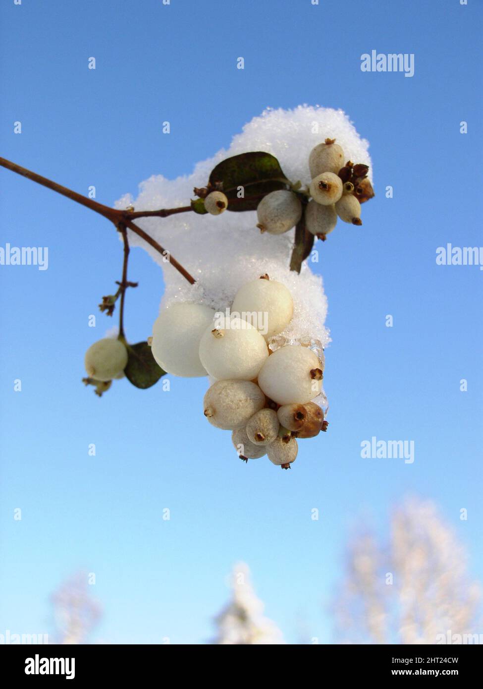 Snow on snowberry Stock Photo - Alamy
