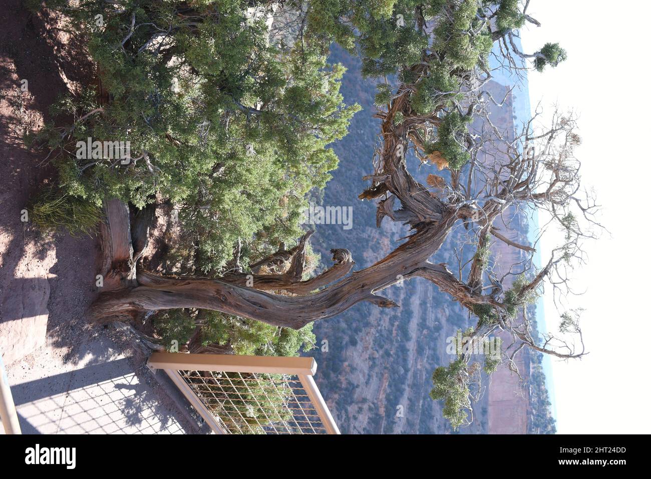 Beautiful sunny view of a tree with rocky cliffs in Colorado National ...