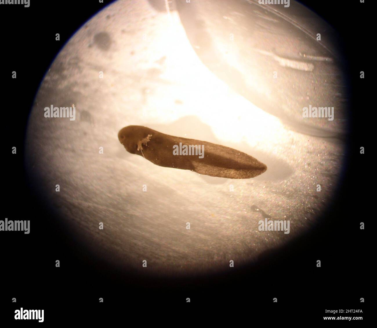 Tadpoles frog hi-res stock photography and images - Alamy