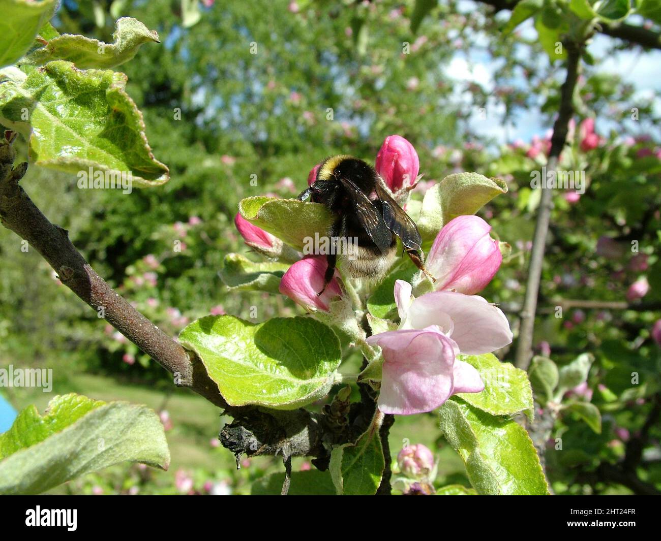 Bumblebee blossom apple hi-res stock photography and images - Alamy