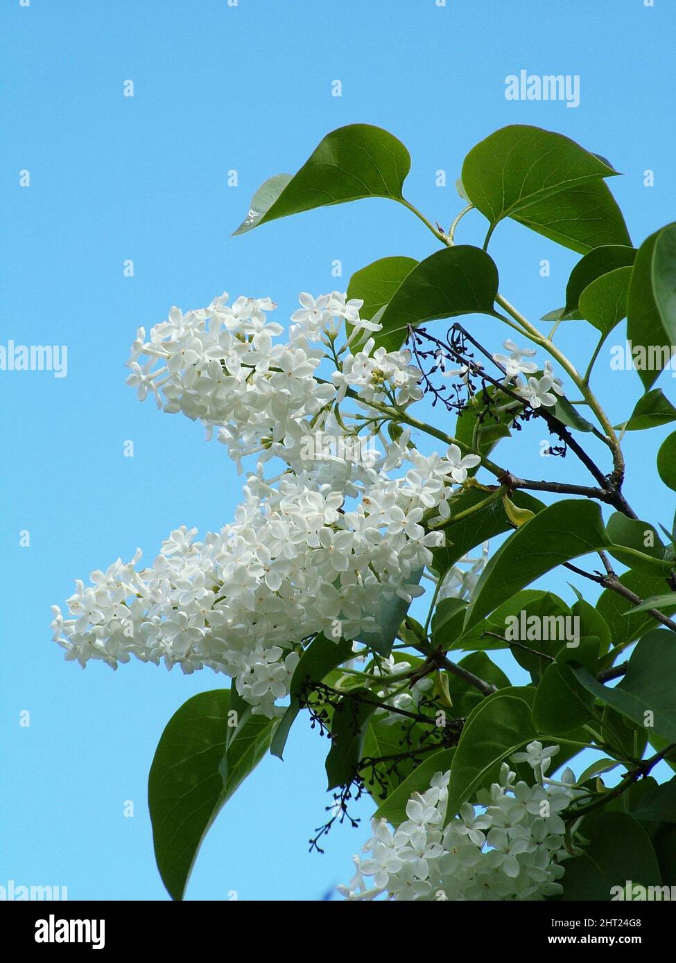 White lilac garden hi-res stock photography and images - Alamy