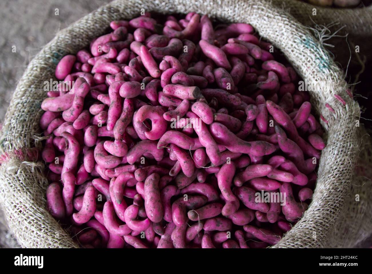 Small purple potatoes at the market in Silvia, Colombia Stock Photo - Alamy