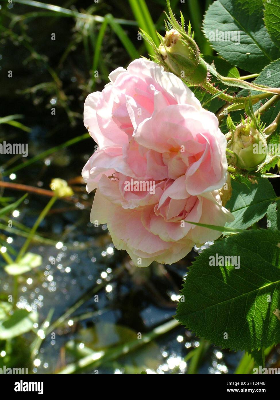 Rosebush 'Maidens Blush' behind pond Stock Photo - Alamy
