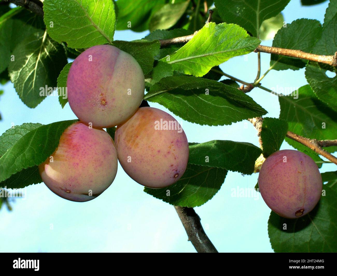 Plums on tree hi-res stock photography and images - Alamy