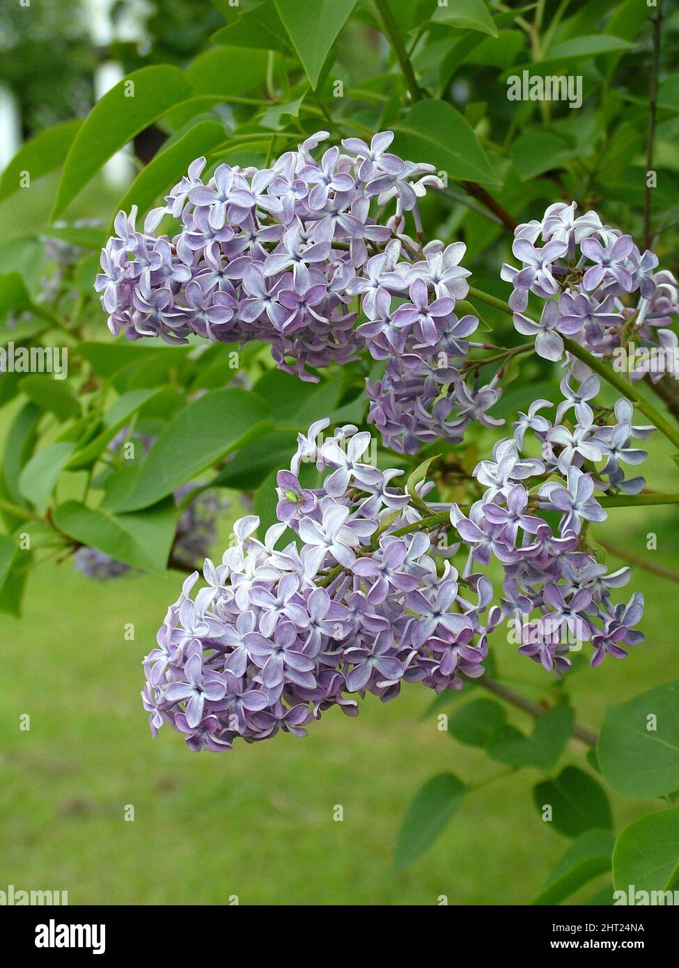 Syren hi-res stock photography and images - Alamy