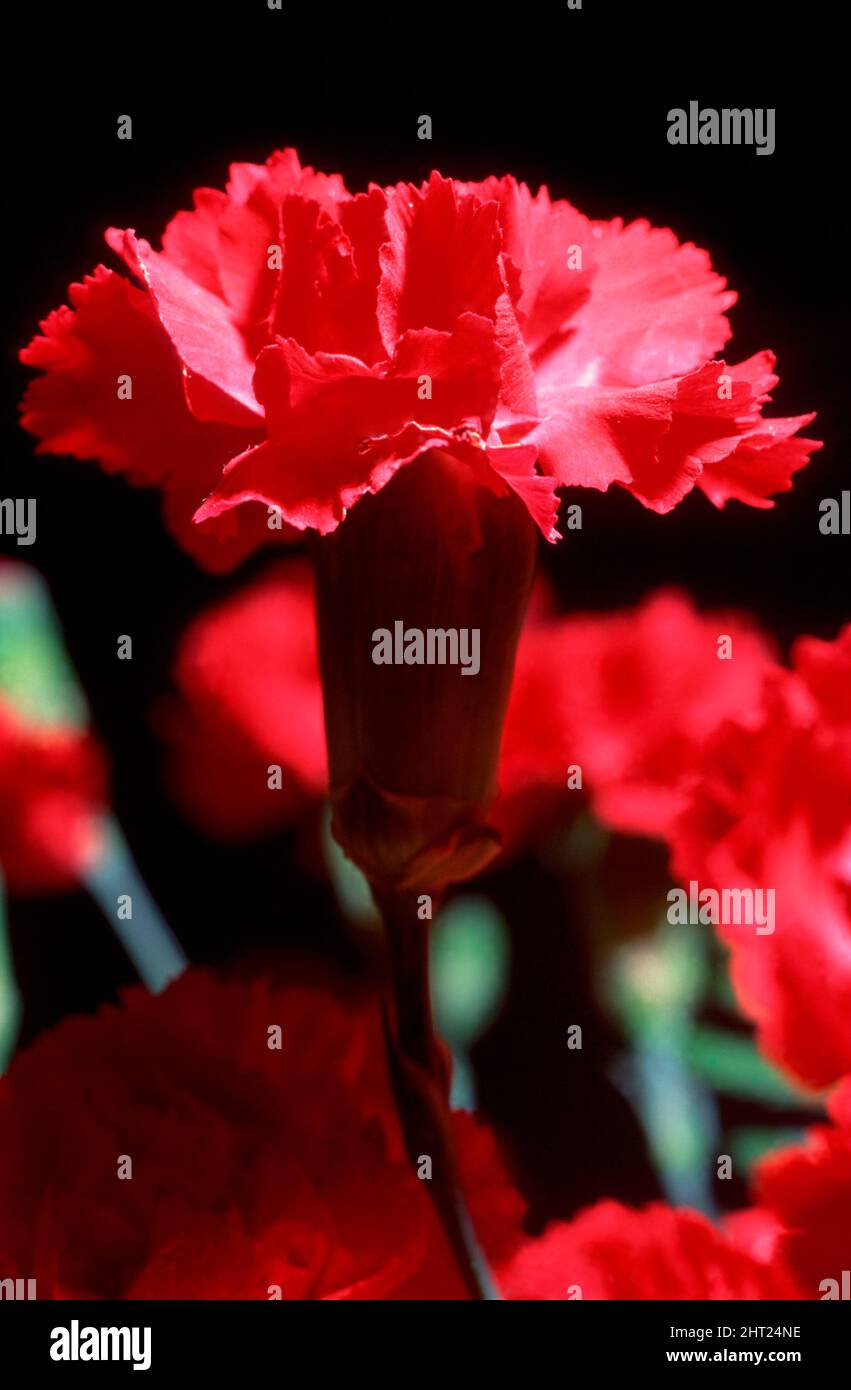 Red carnations hi-res stock photography and images - Alamy