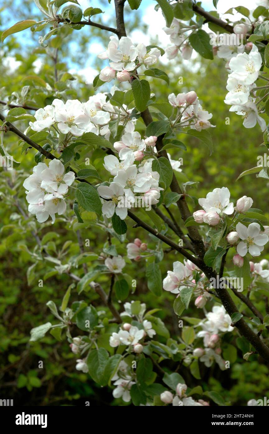 Flowering apple tree Stock Photo - Alamy