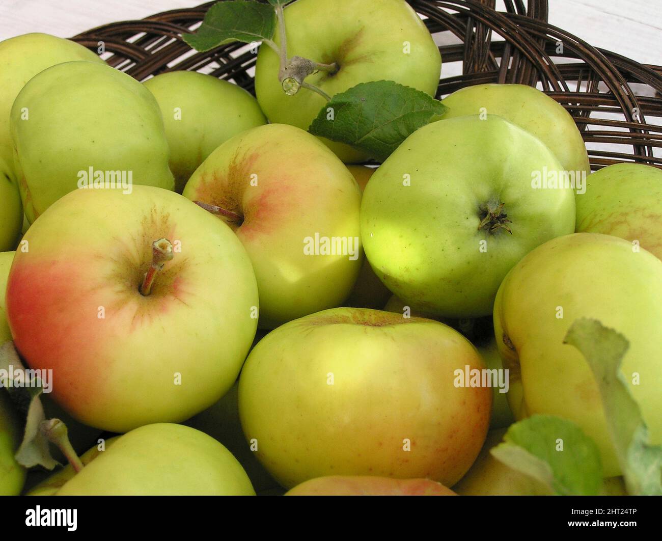 Harvest apples harvests apple hi-res stock photography and images - Alamy