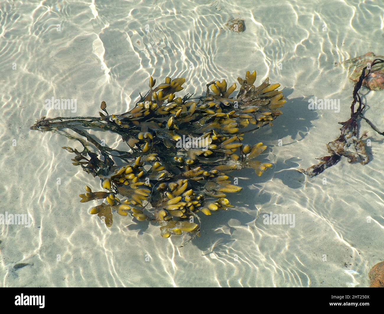 Brown algae and seaweed hi-res stock photography and images - Alamy