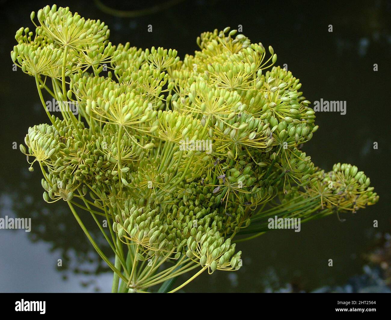 Crown plants hi-res stock photography and images - Alamy