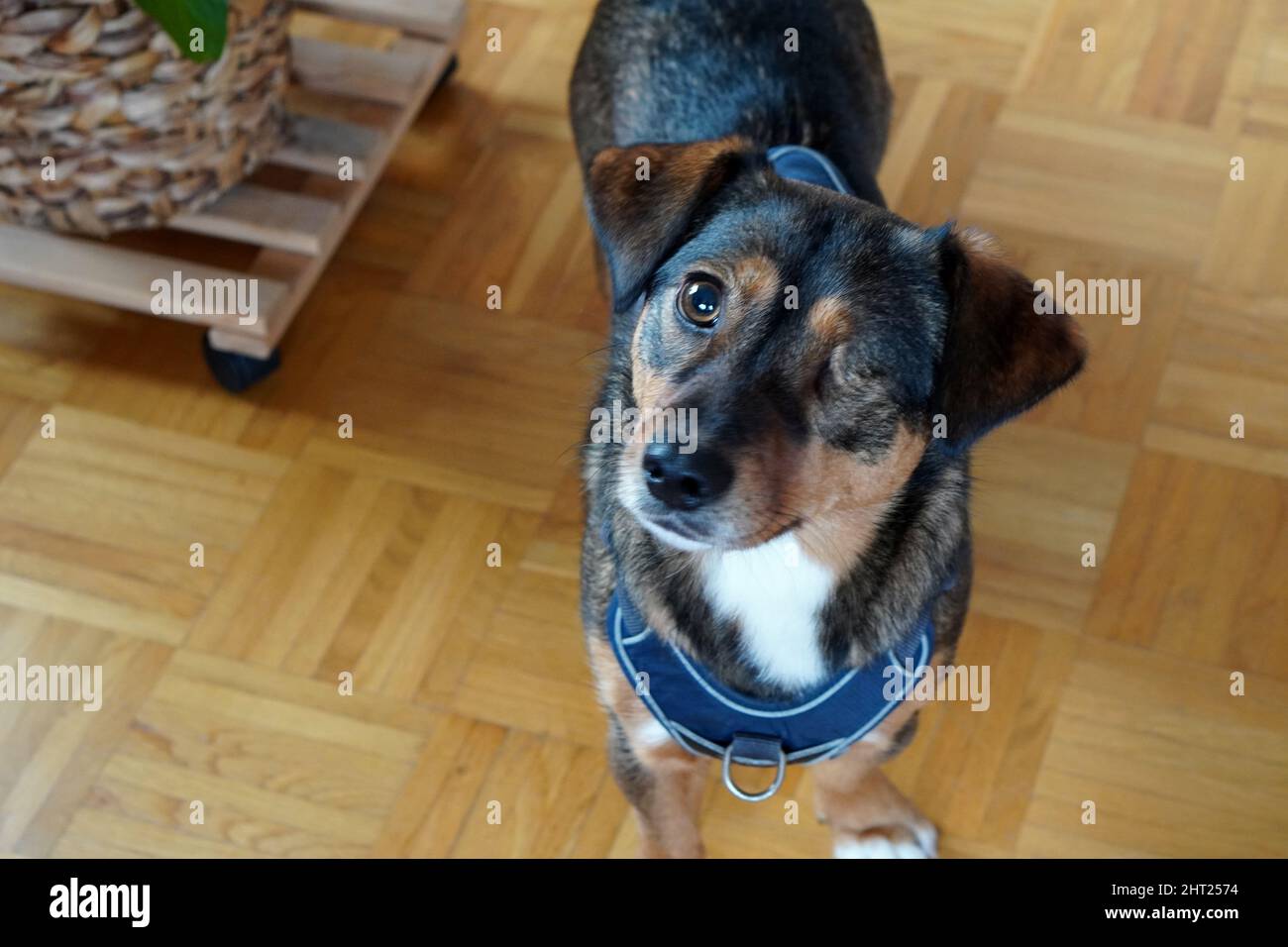 One eyed dog hi-res stock photography and images - Alamy