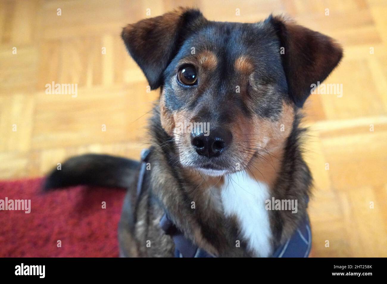 One eyed dog hi-res stock photography and images - Alamy